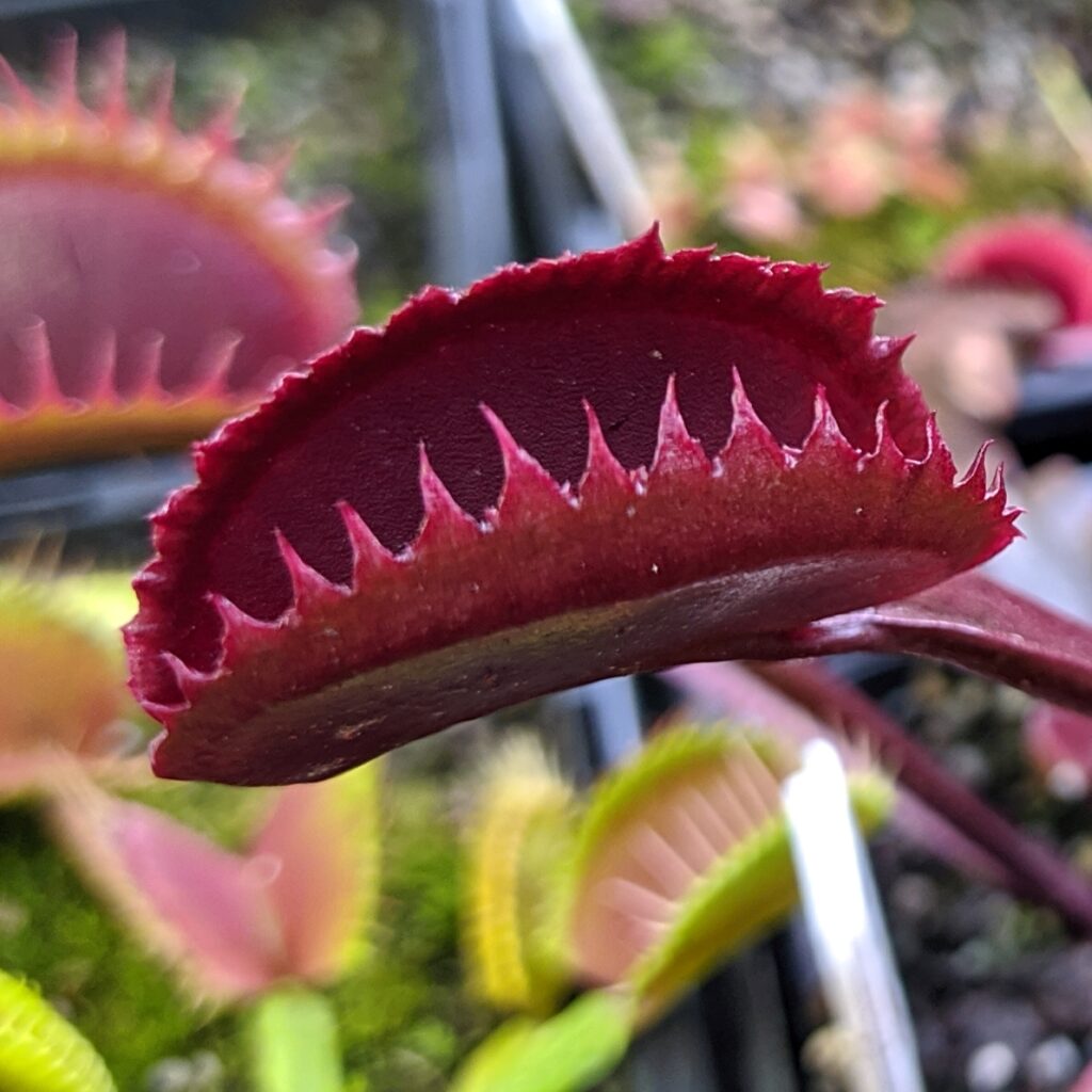 Dionaea muscipula Red Sawtooth - Green Hunters