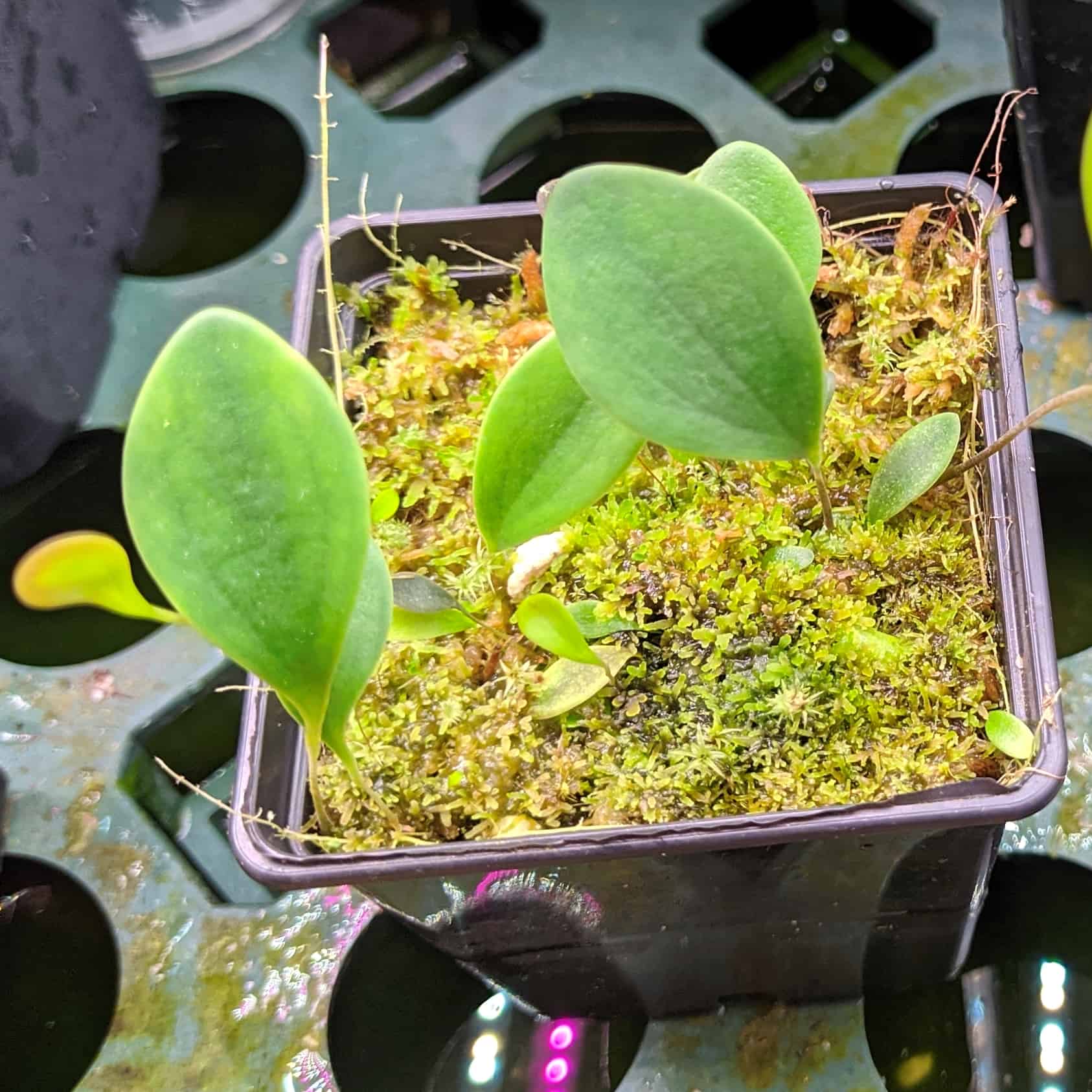 Utricularia quelchii {Amuri Tepui, Venezuela} - Green Hunters