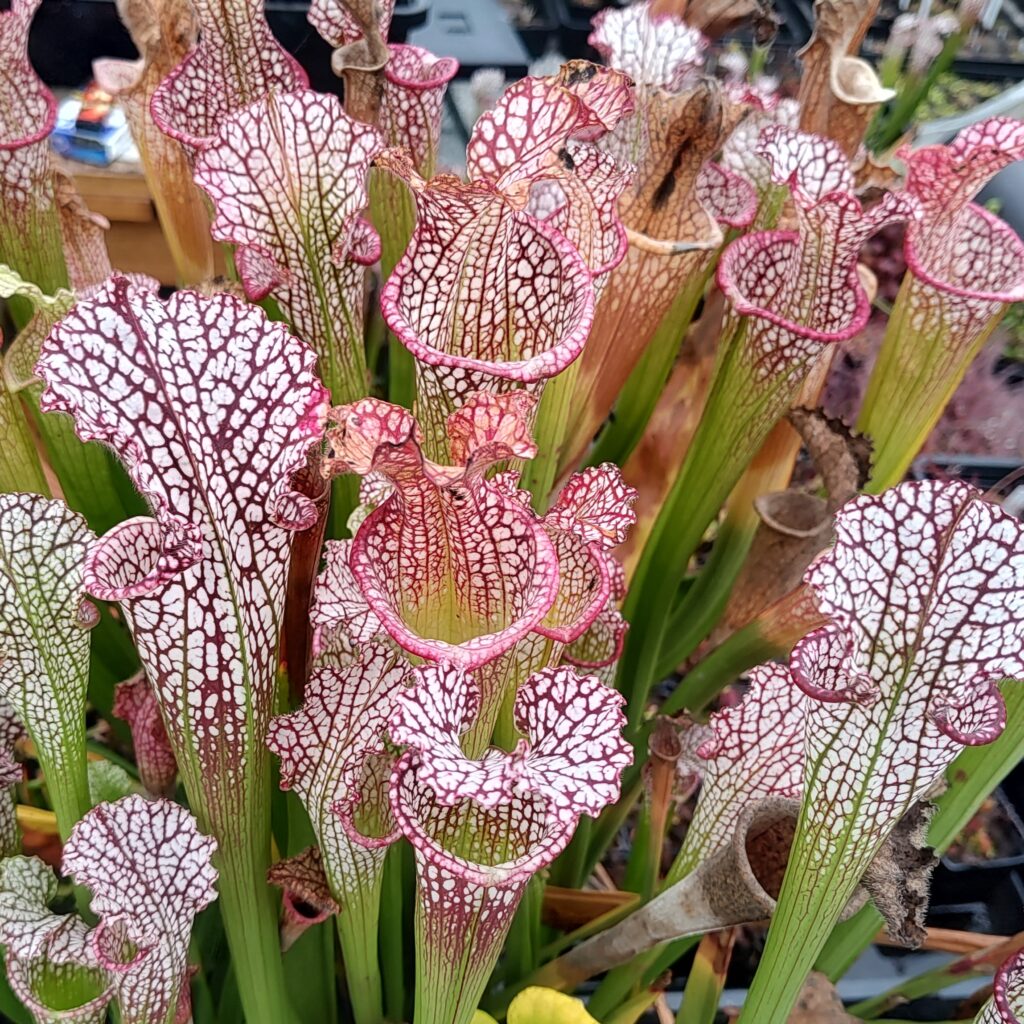 Sarracenia leucophylla - Green Hunters