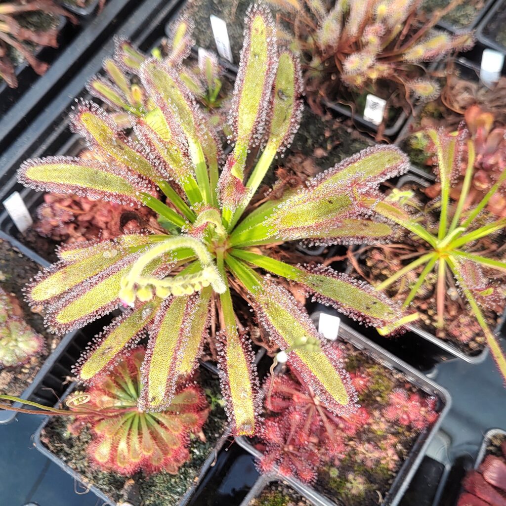 Drosera capensis WL extreme - Green Hunters