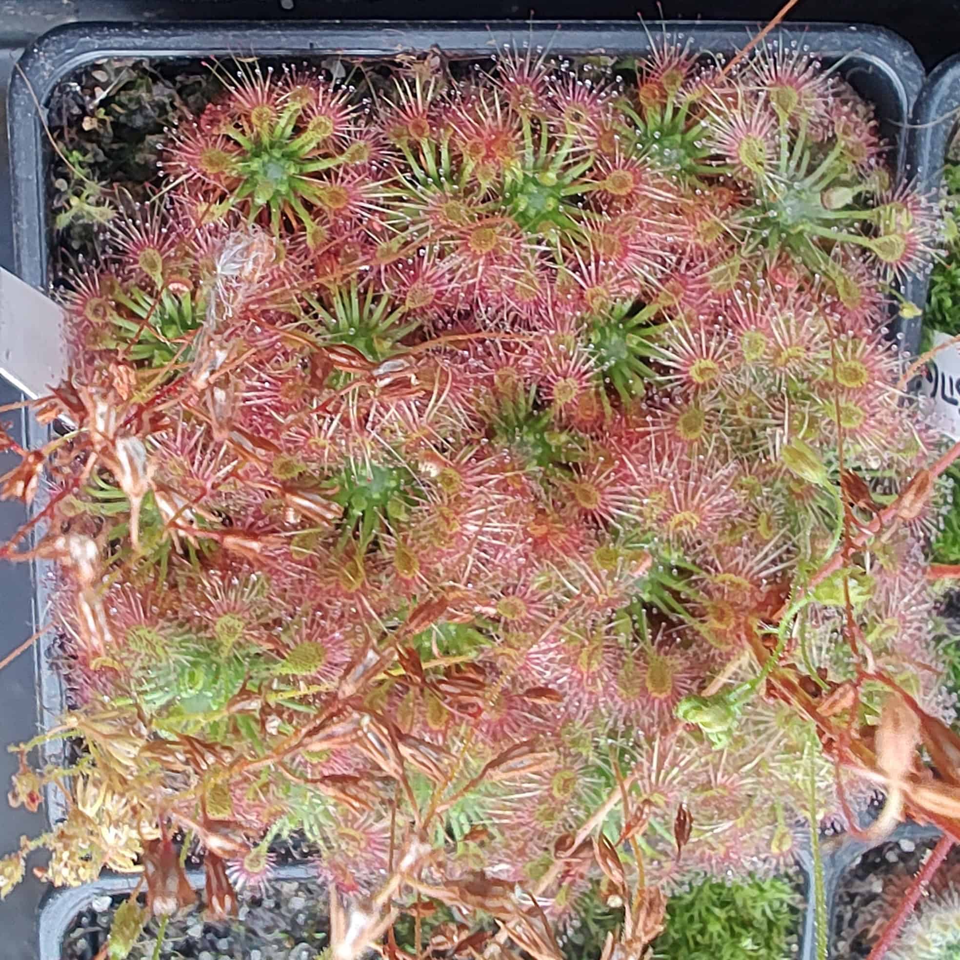 Drosera nitidula 10 gemmů - Green Hunters