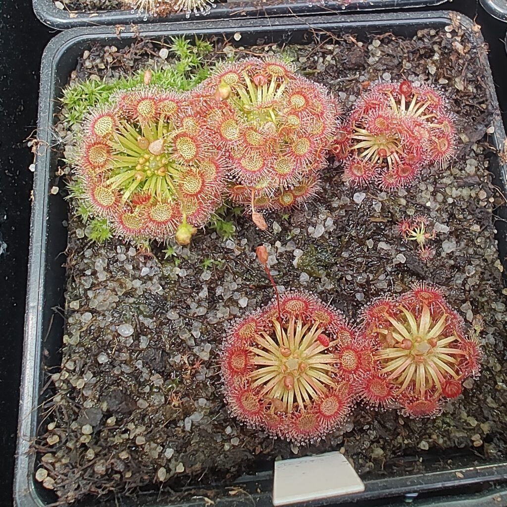Drosera x Lake Badgerupii Yellow 10 gemmů - Green Hunters
