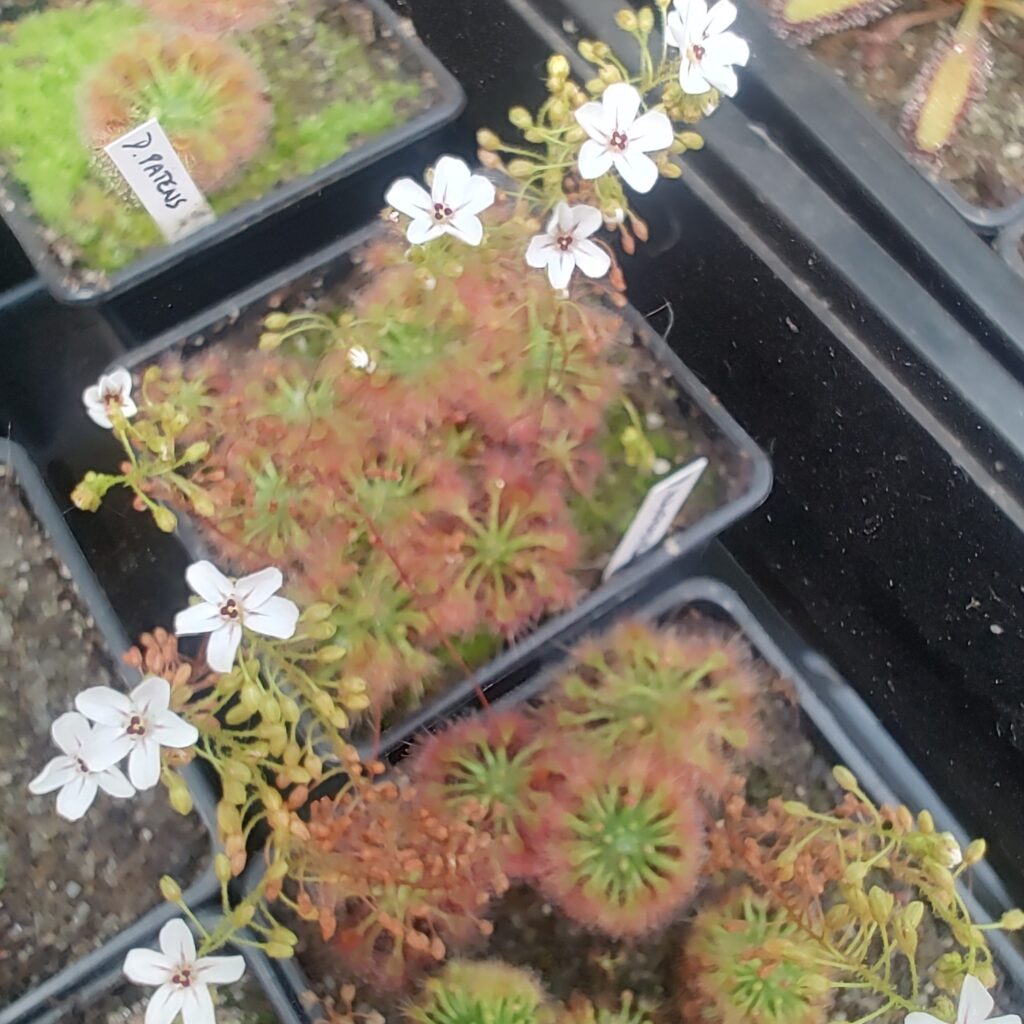 Drosera allantostigma 10 gemmů - Green Hunters