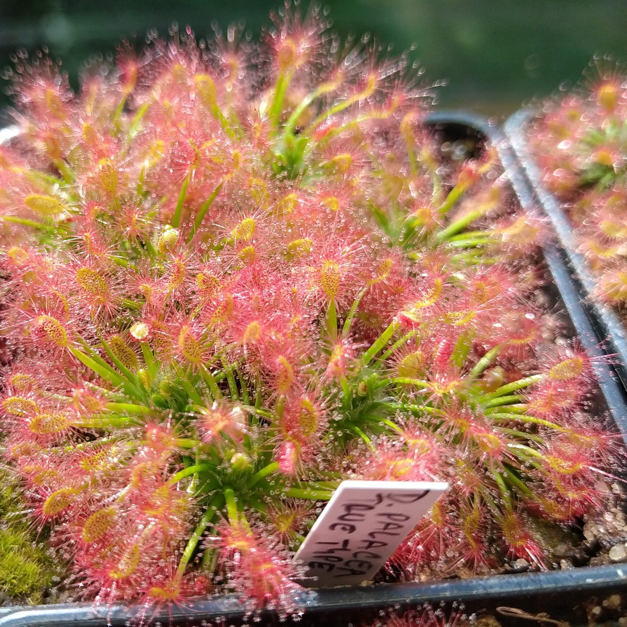 Drosera palacea (true type) 10 gemmů - Green Hunters