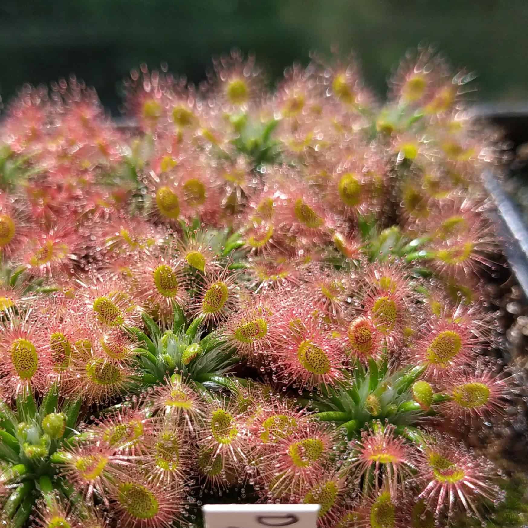 Drosera verrucata {Betty's beach} 10 gemmů - Green Hunters